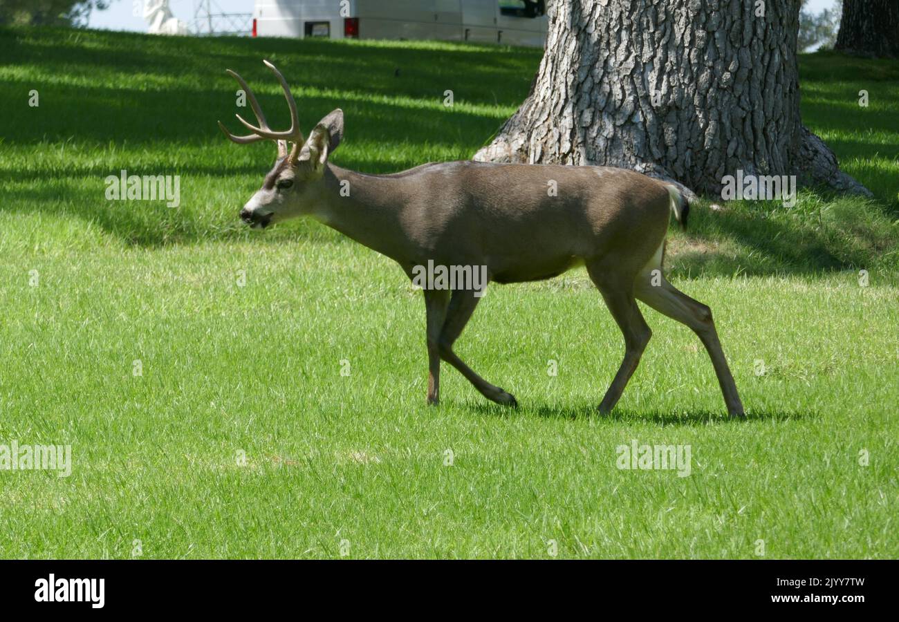 Los Angeles, California, USA 6th September 2022 Deer at Forest Lawn ...