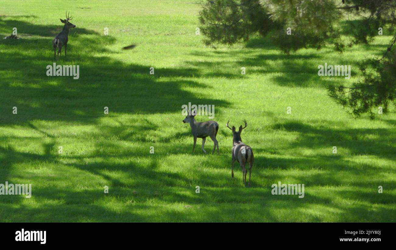 Los Angeles, California, USA 6th September 2022 Deer at Forest Lawn ...