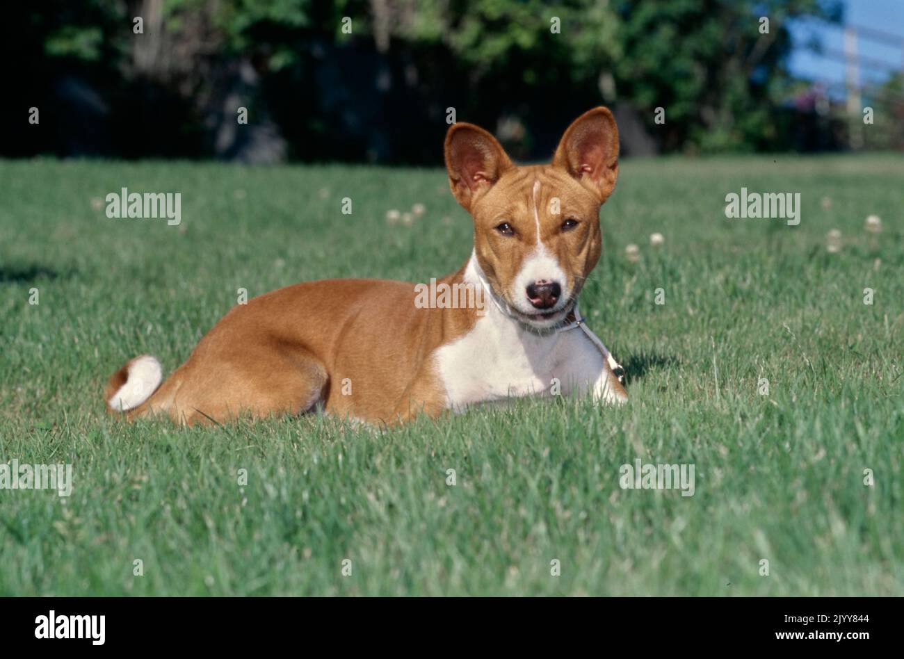 Basenji hi-res stock photography and images - Alamy