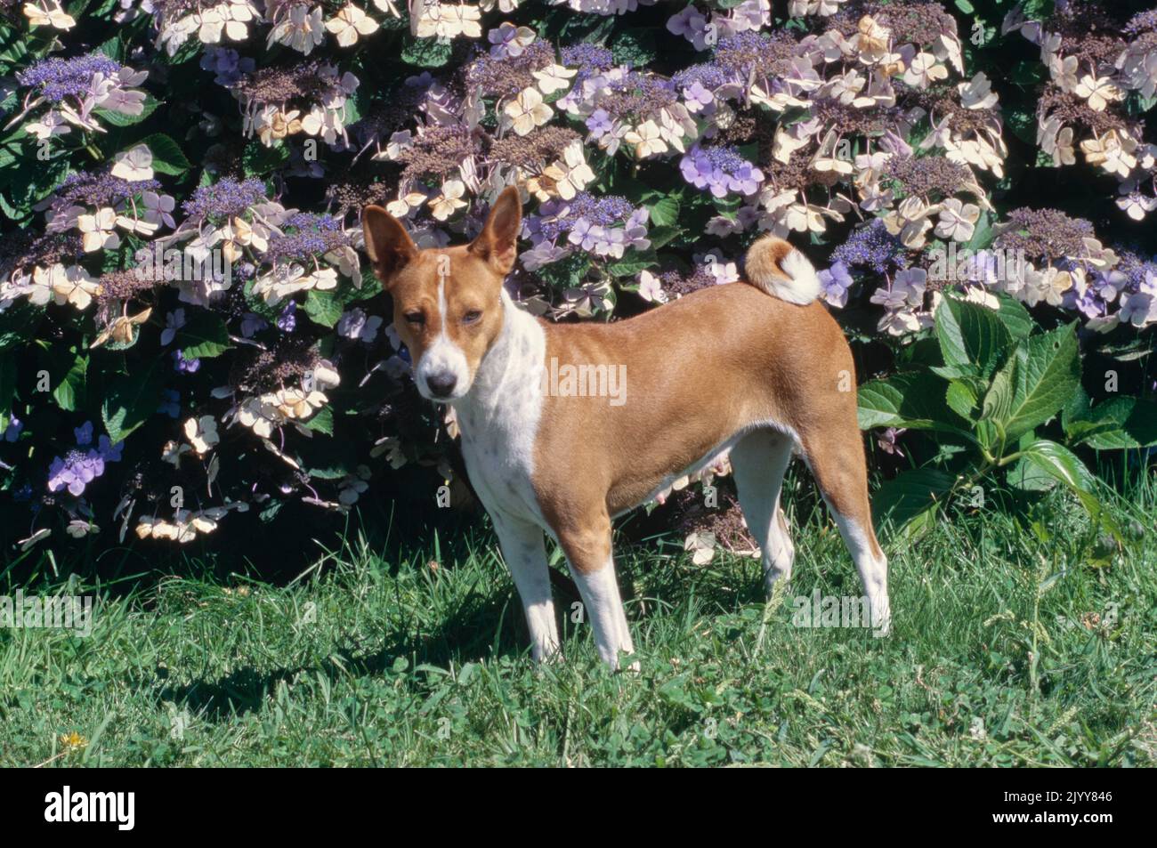 Basenji standing in grass in front of purple flower bush outside Stock ...