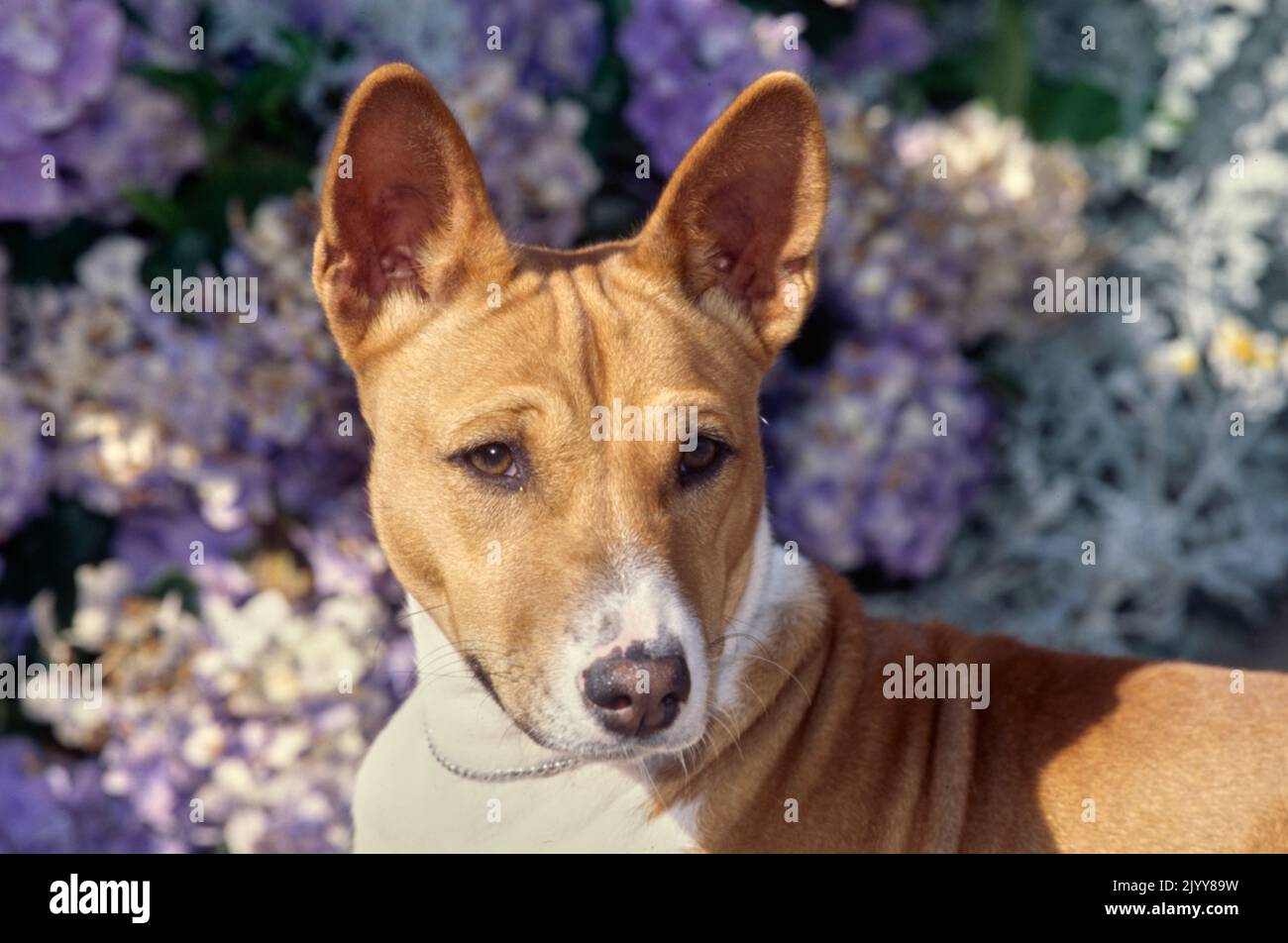 Basenji hi-res stock photography and images - Alamy