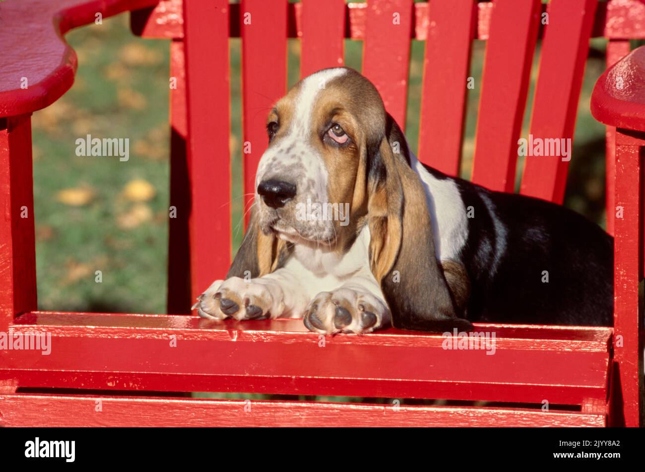 Basset Hound sitting on red Adirondack chair outside Stock Photo - Alamy