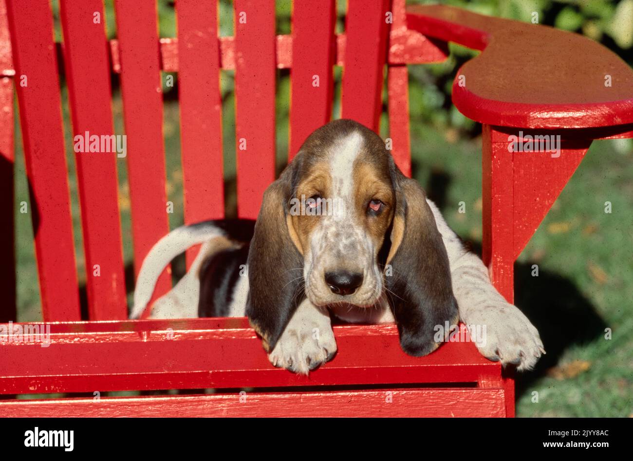 Basset Hound sitting on red Adirondack chair outside Stock Photo - Alamy