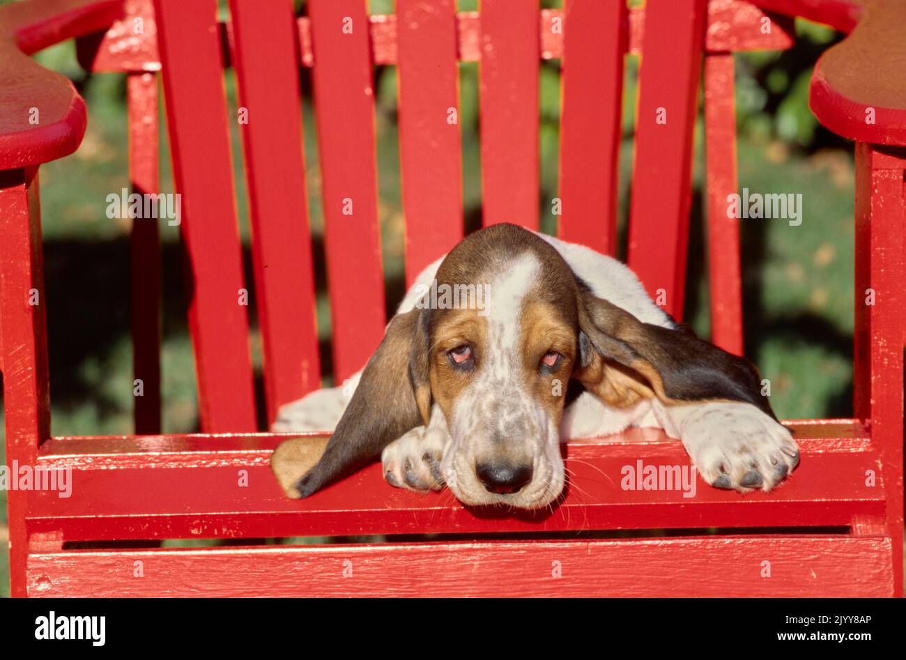 Basset Hound sitting on red Adirondack chair outside Stock Photo - Alamy