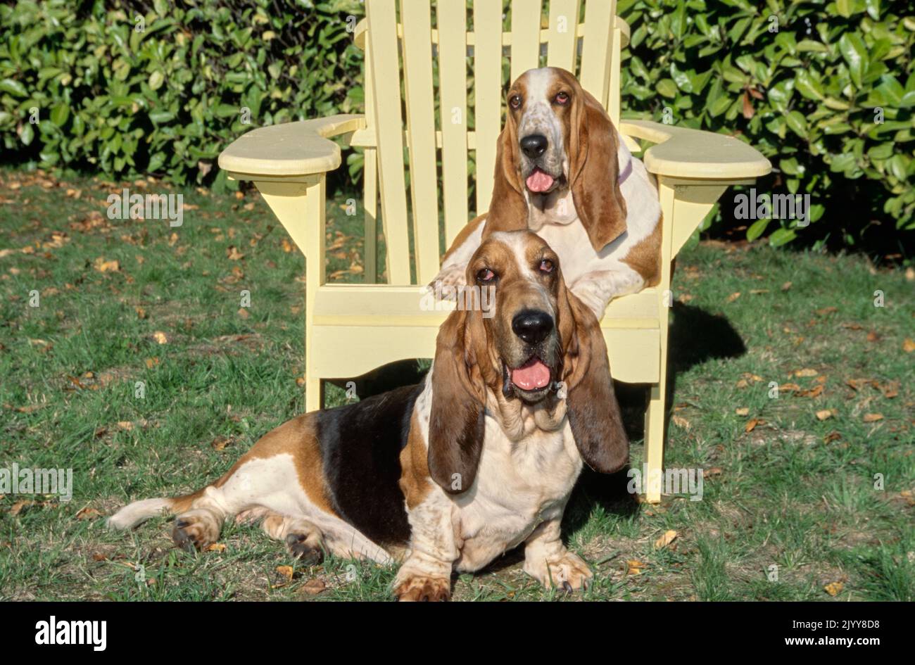 Two Basset Hounds sitting by yellow Adirondack chair outside in front ...