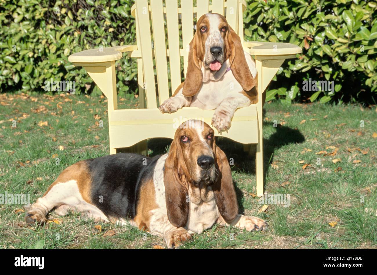 Two Basset Hounds sitting by yellow Adirondack chair outside in front ...
