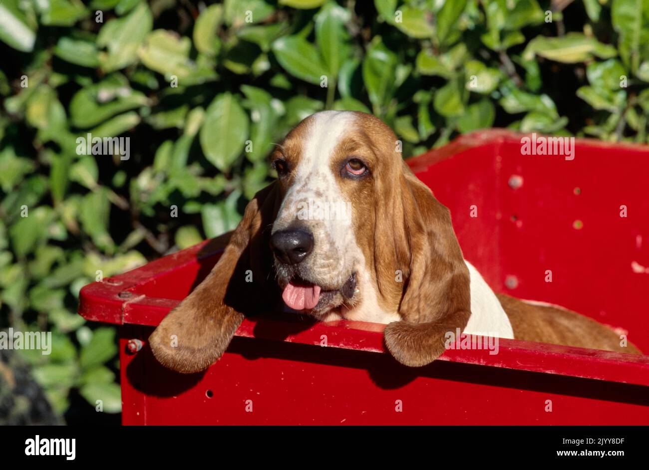 Red And White Basset Hound