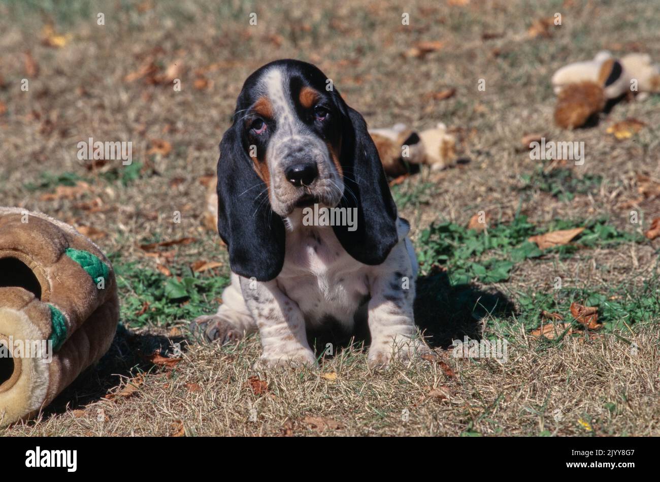 Yard hound hi-res stock photography and images - Alamy