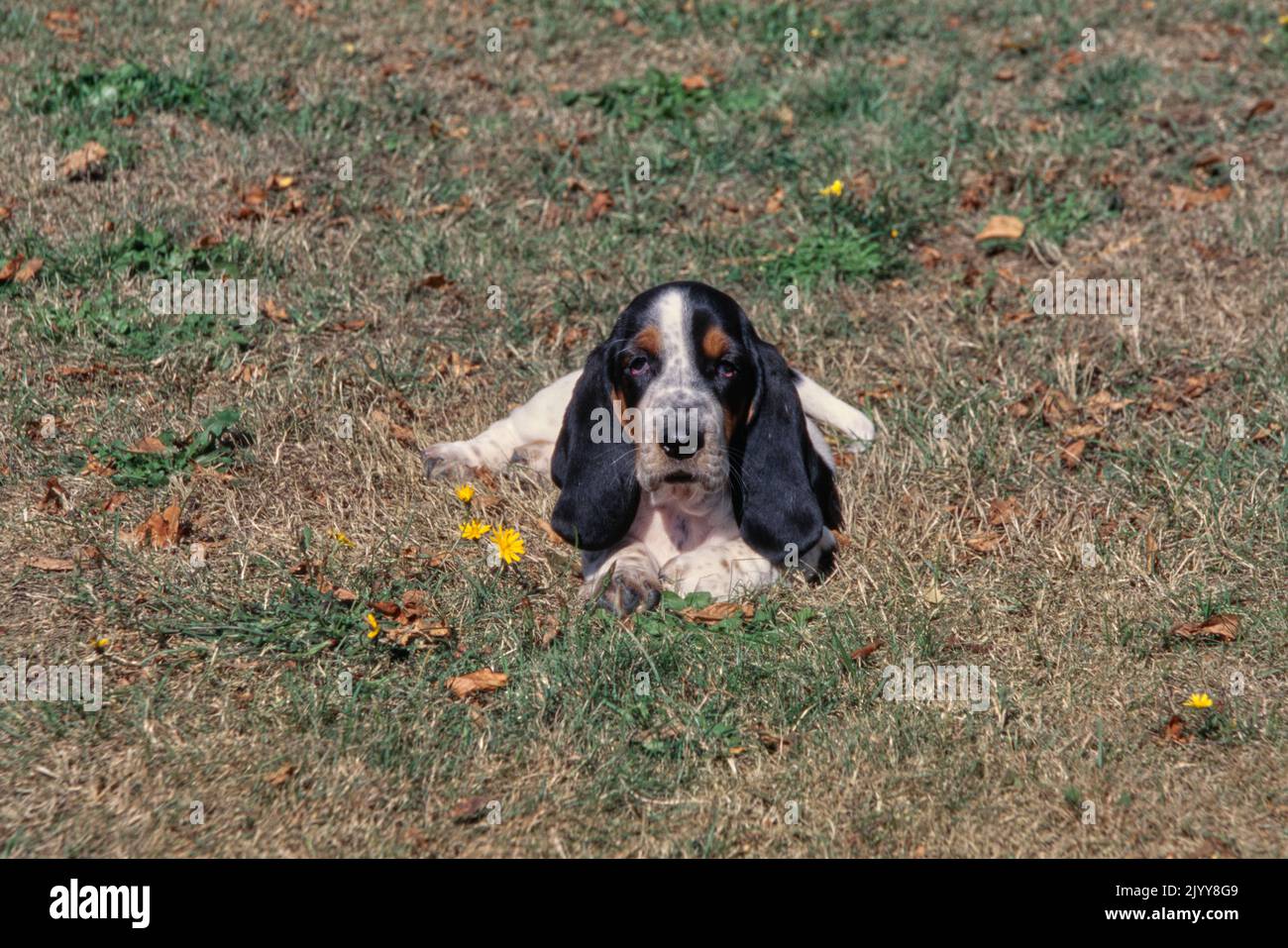 Basset Hound puppy laying down in yard outside Stock Photo - Alamy