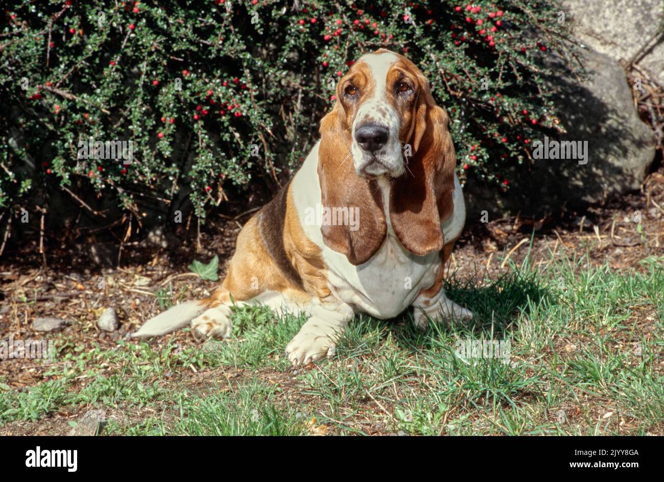 Basset Hound sitting outside in sun in front of bush with red berries ...