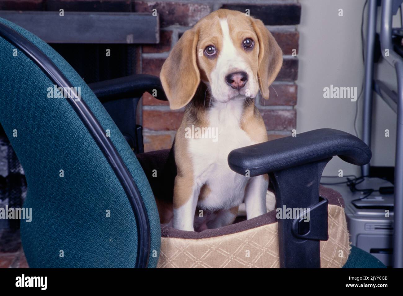 Beagle in computer chair inside near fireplace Stock Photo - Alamy