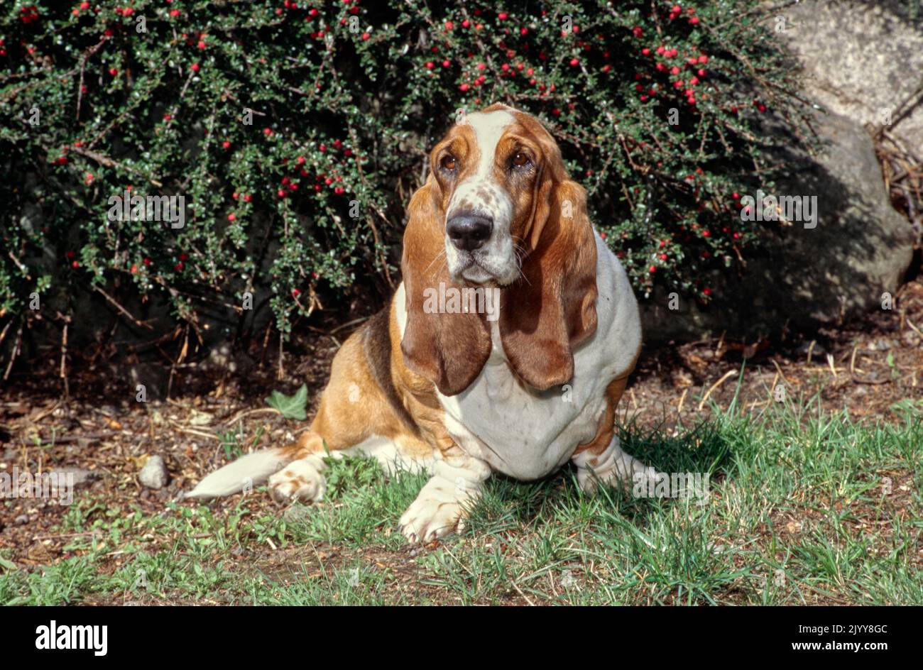 Basset Hound standing in front of bush with red berries Stock Photo - Alamy
