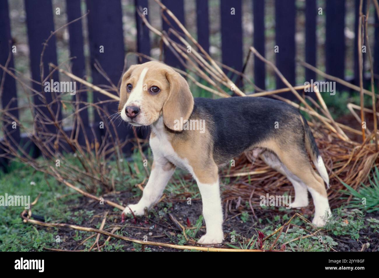 Canine outside hi-res stock photography and images - Alamy