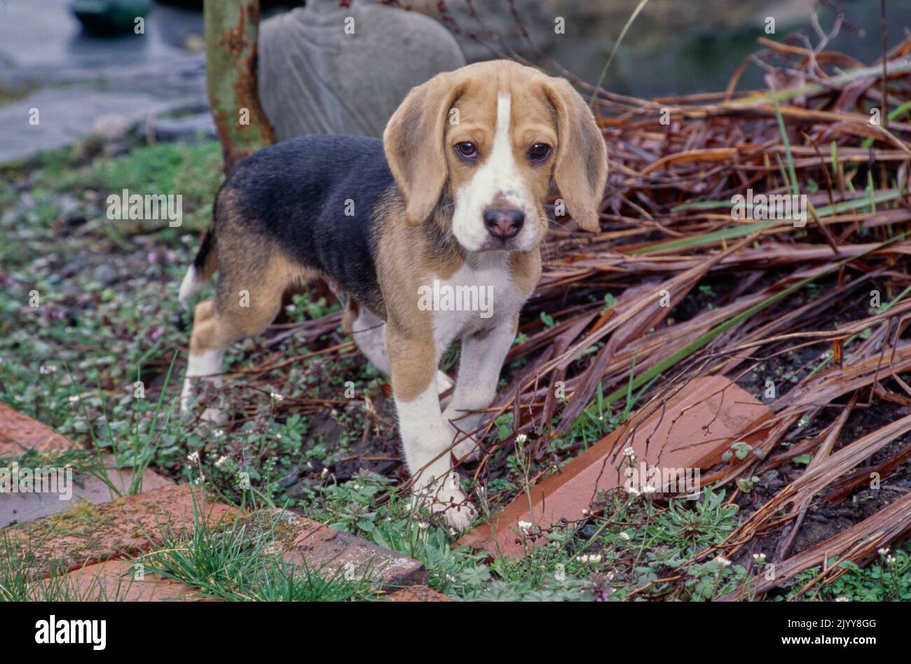 Beagle outside in garden Stock Photo - Alamy
