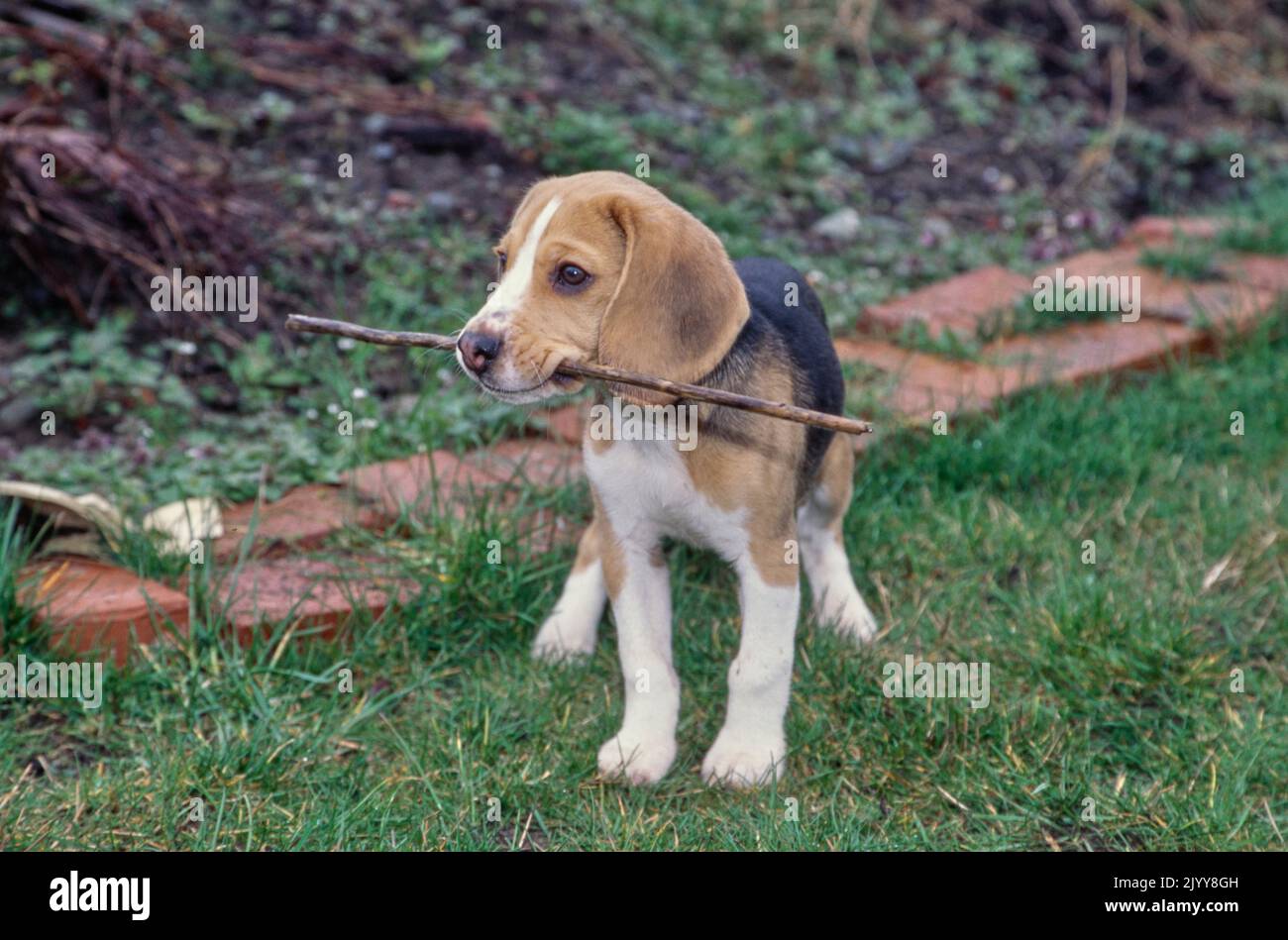 Beagle garden hi-res stock photography and images - Alamy
