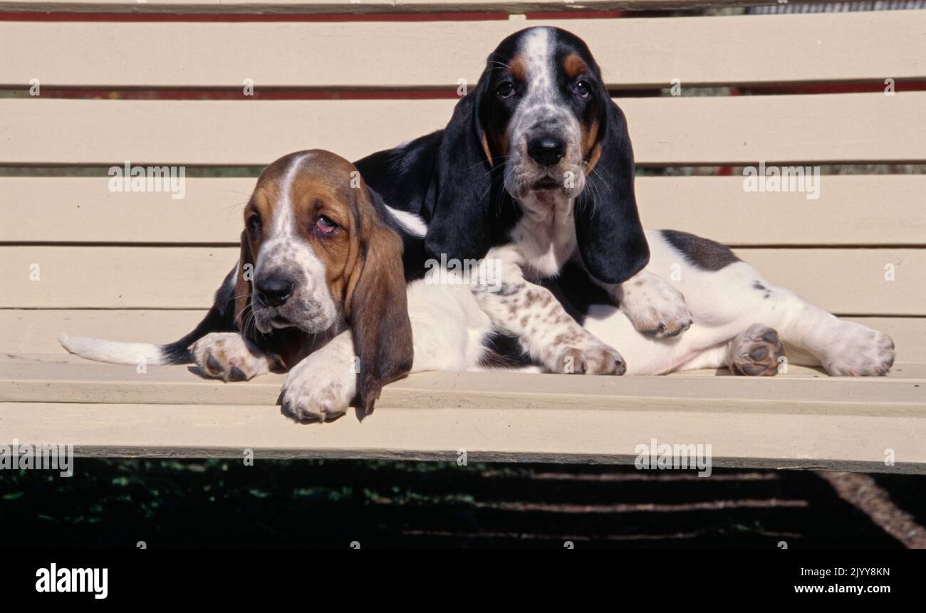 Basset Hound puppies laying on top of each other on bench outside Stock ...