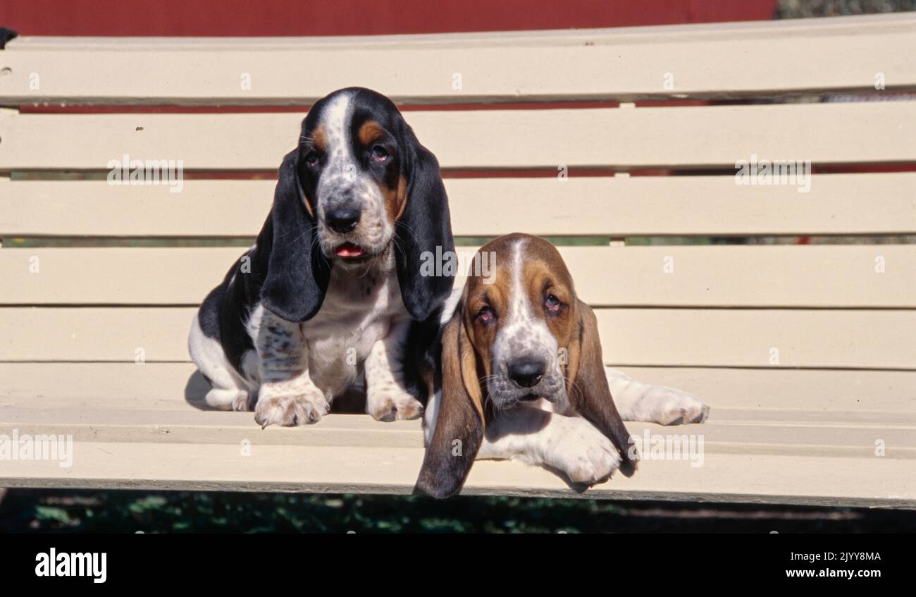 Basset Hound puppies laying on bench next to each other outside Stock ...