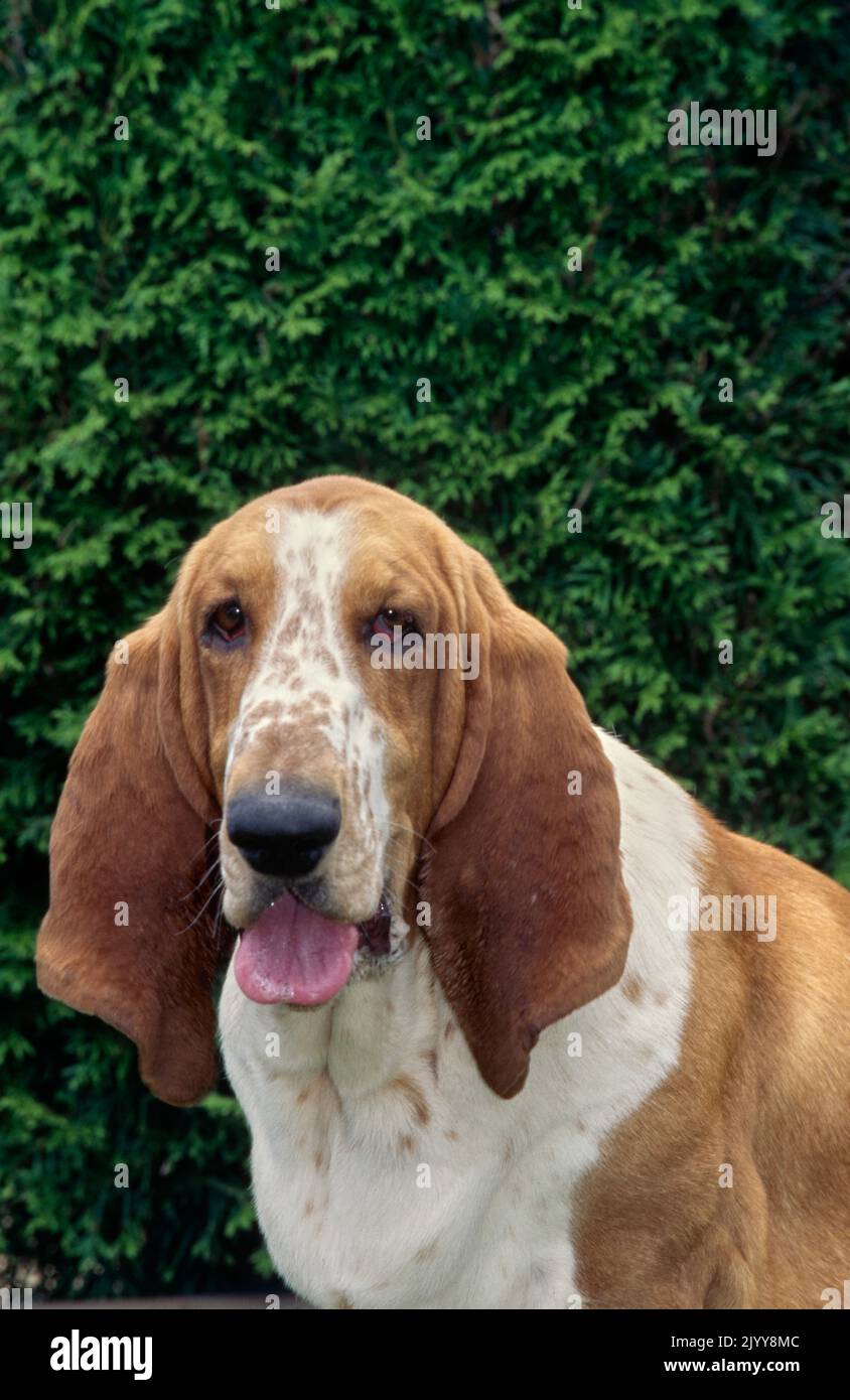 Basset Hound outside in front of greenery Stock Photo - Alamy