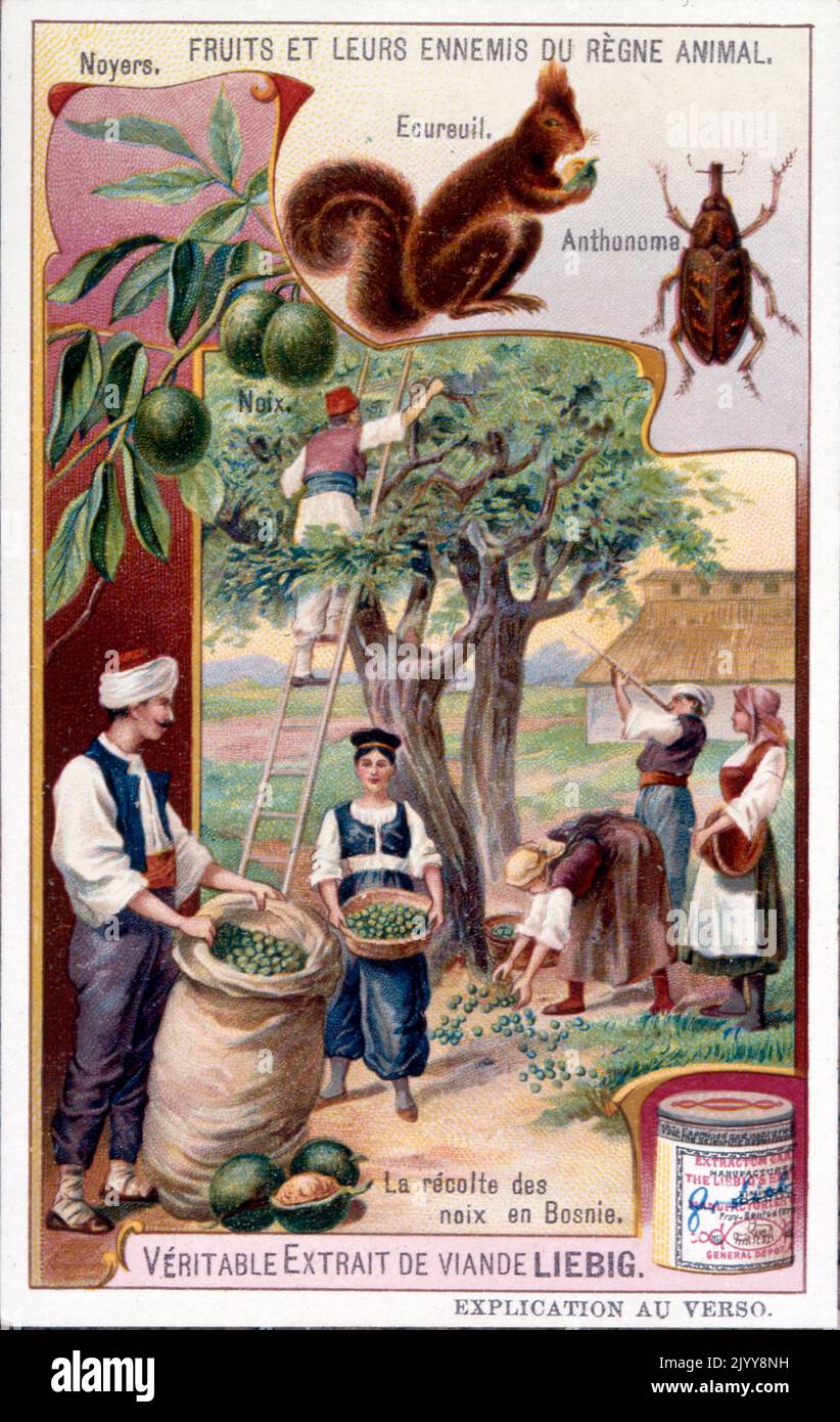 Advertisement liebig products hi-res stock photography and images - Alamy