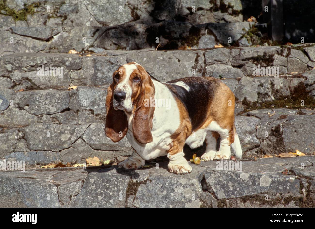 Basset Hound standing on stone steps outside Stock Photo - Alamy