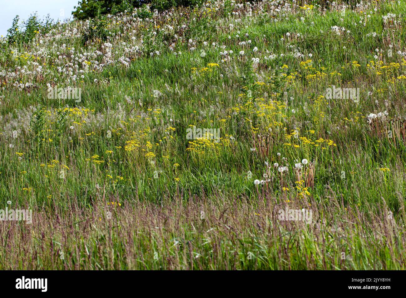 green grass in the summer, simple plain grass weeds on the field in the ...