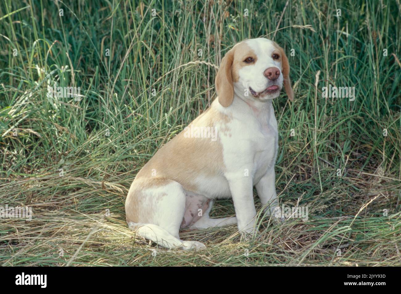 Tall dog sitting outside hi-res stock photography and images - Alamy