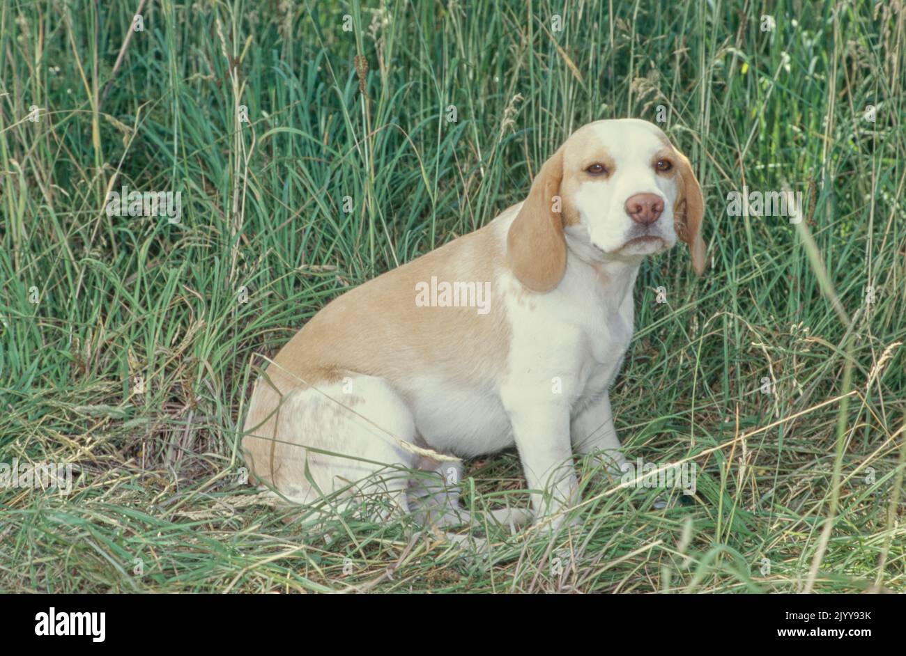 Beagle sitting in tall grass outside Stock Photo - Alamy