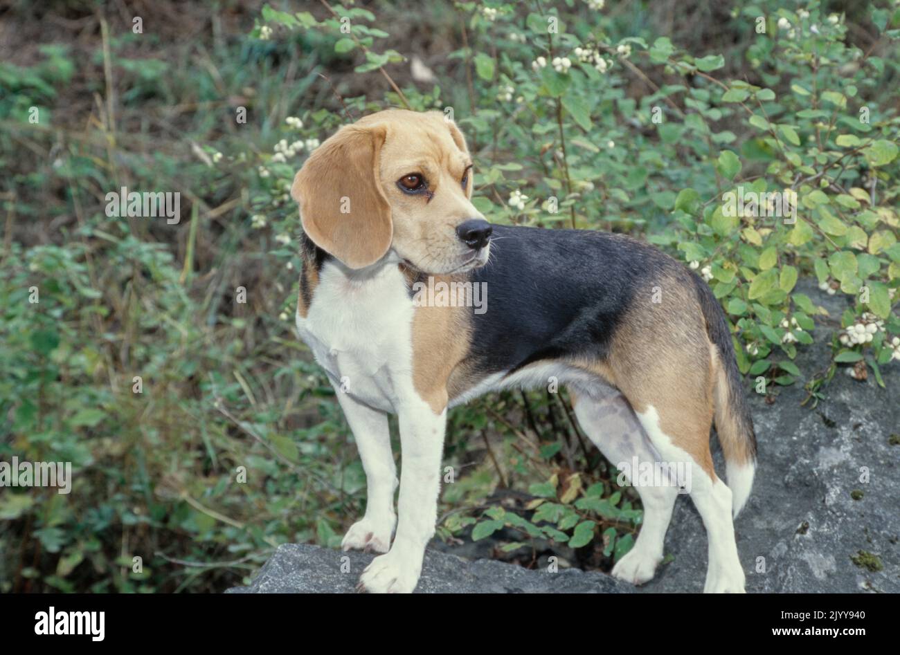 Beagle standing on rocky surface outside Stock Photo - Alamy