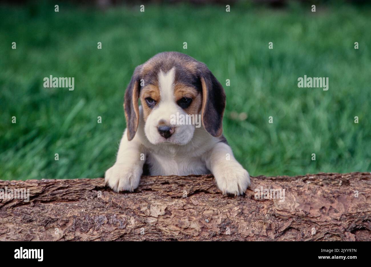 Beagle puppy sitting up on trunk outside Stock Photo - Alamy