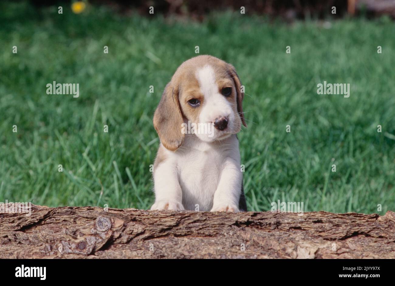 Beagle puppy sitting up on tree trunk outside Stock Photo - Alamy