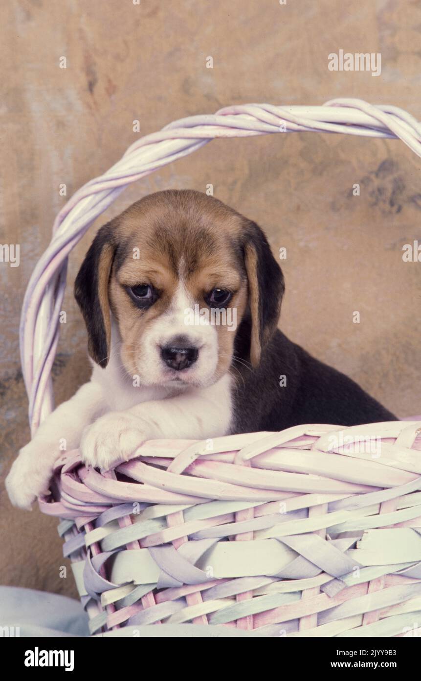 Beagle puppy sitting in pastel woven basket Stock Photo - Alamy