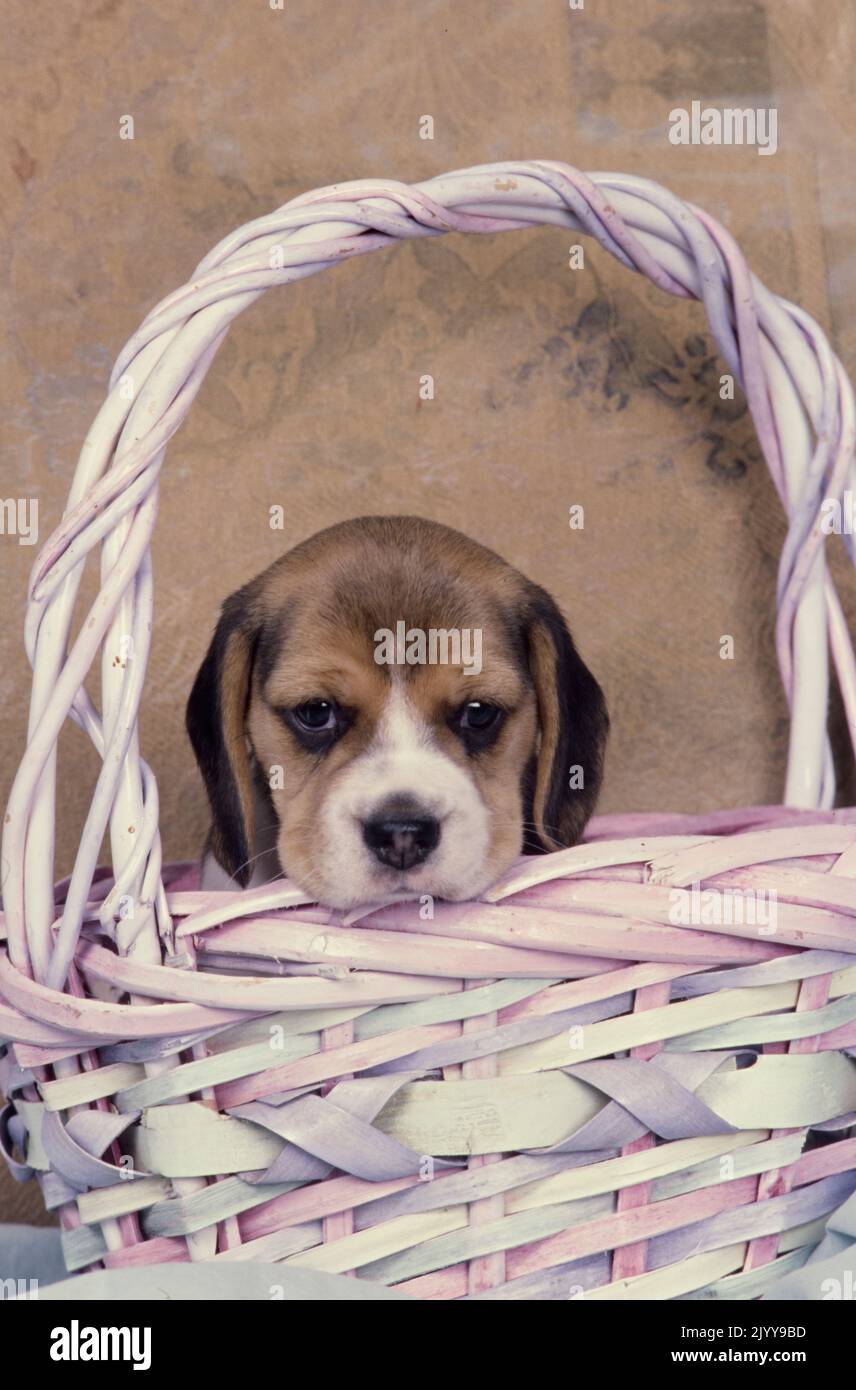 Beagle puppy sitting in pastel woven basket Stock Photo - Alamy