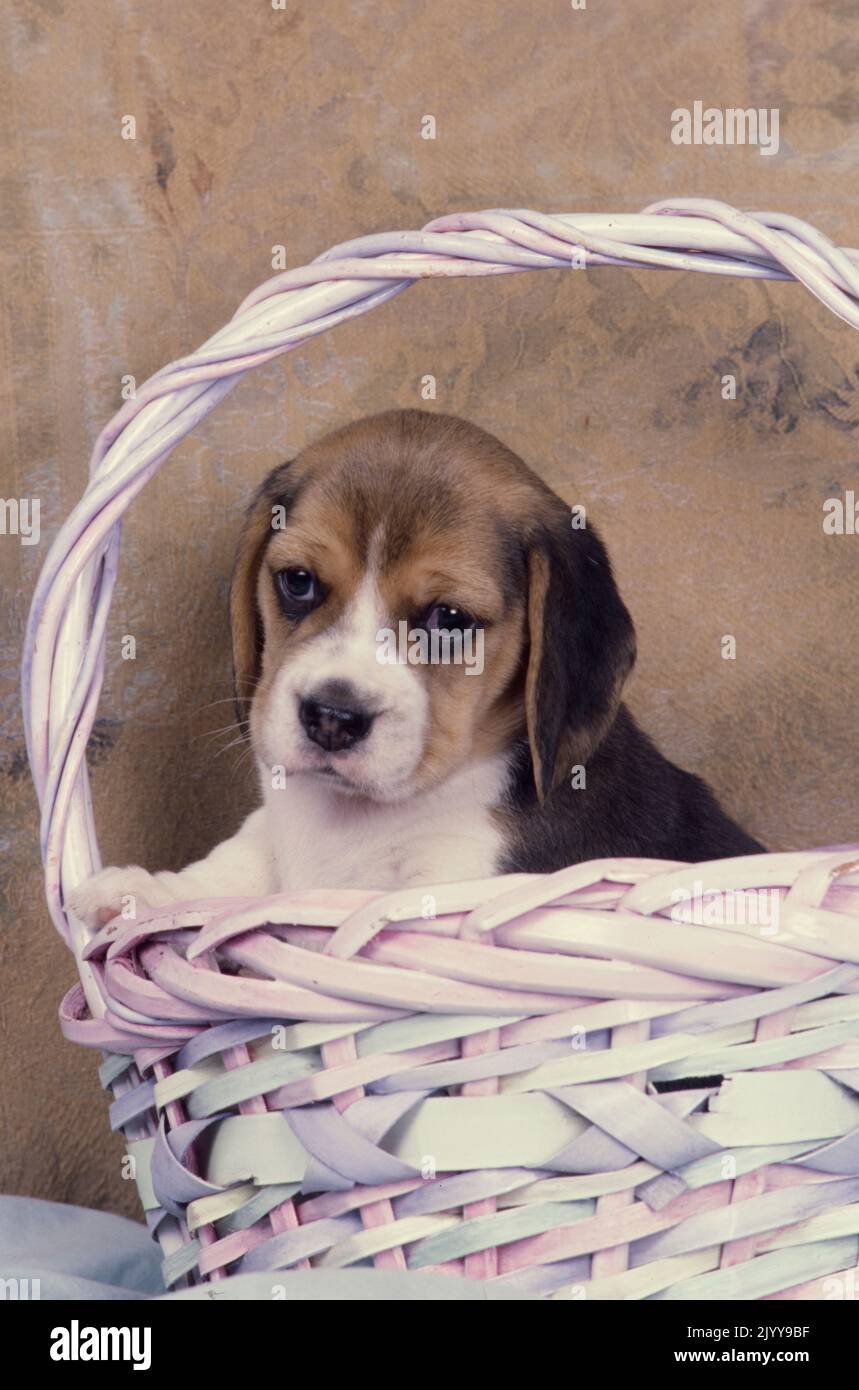 Beagle puppy sitting in pastel woven basket Stock Photo - Alamy