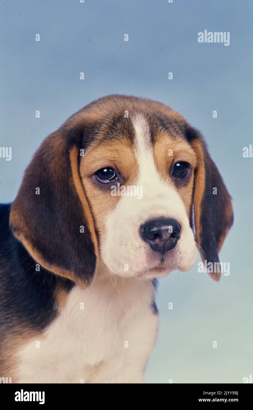 Beagle puppy face in front of light blue background Stock Photo - Alamy