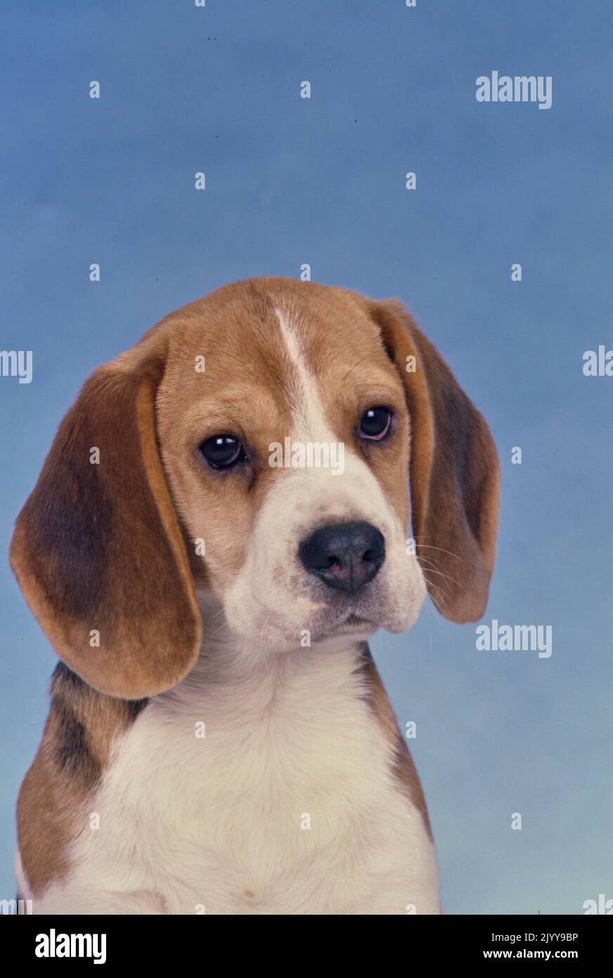 Beagle puppy face in front of light blue background Stock Photo - Alamy
