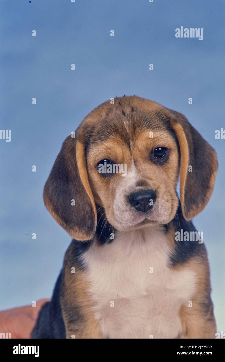 Beagle puppy face in front of light blue background Stock Photo - Alamy