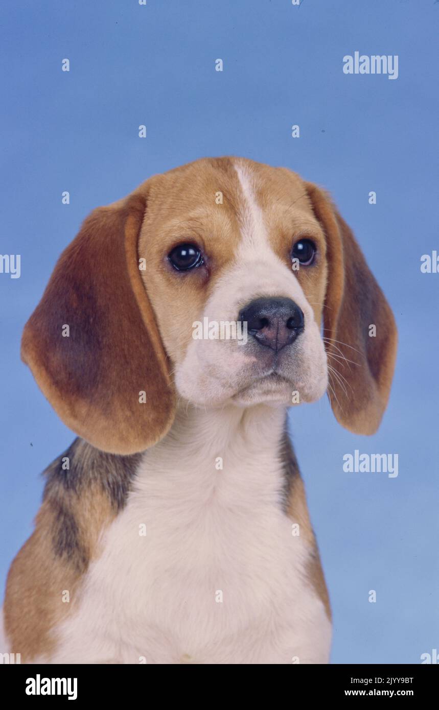 Beagle puppy face in front of light blue background Stock Photo - Alamy