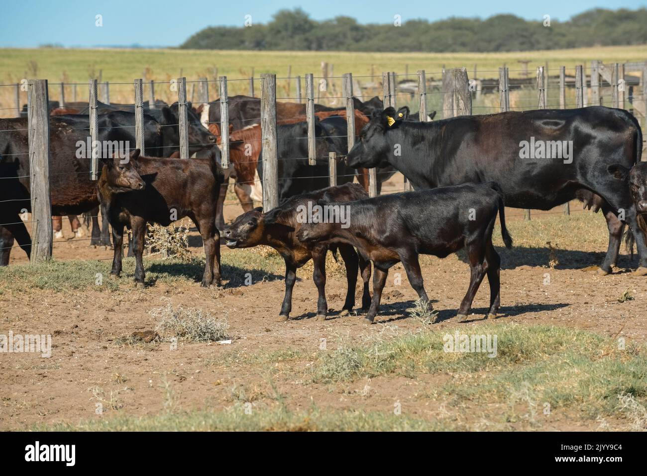 Cows raised with natural pastures, meat production in the Argentine ...