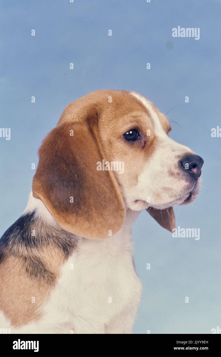 Beagle puppy face in front of light blue background Stock Photo - Alamy
