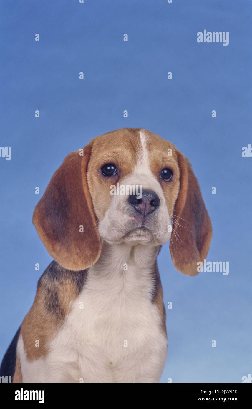 Beagle puppy face in front of light blue background Stock Photo - Alamy