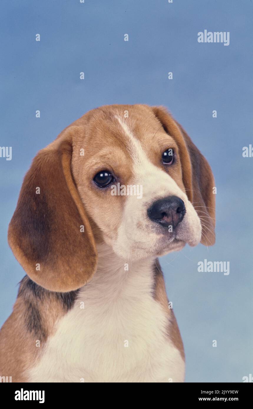 Beagle puppy face in front of light blue background Stock Photo - Alamy