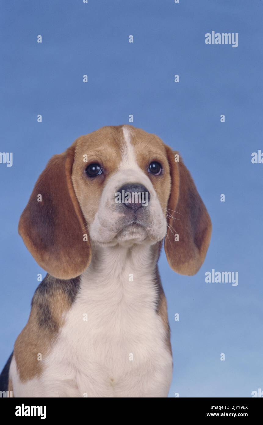 Beagle puppy face in front of light blue background Stock Photo - Alamy