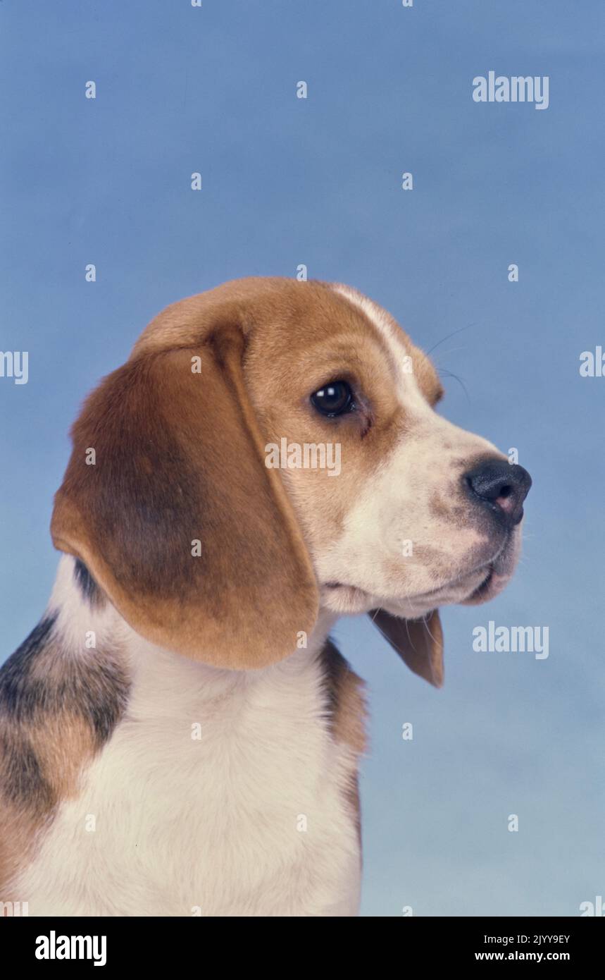 Beagle puppy face in front of light blue background Stock Photo - Alamy