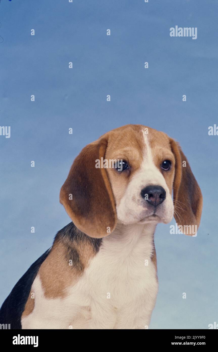 Beagle puppy face in front of light blue background Stock Photo - Alamy