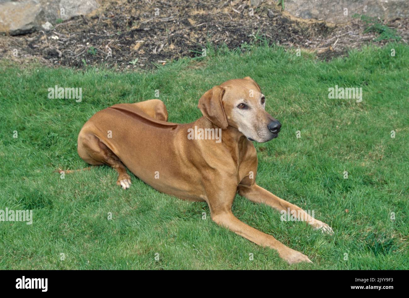 Rhodesian Ridgeback laying on grass outside Stock Photo - Alamy