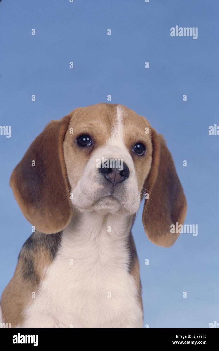 Beagle puppy face in front of light blue background Stock Photo - Alamy