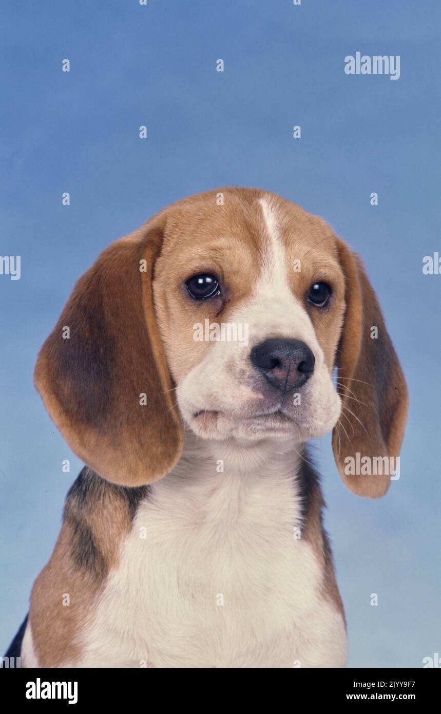 Beagle puppy face in front of light blue background Stock Photo - Alamy