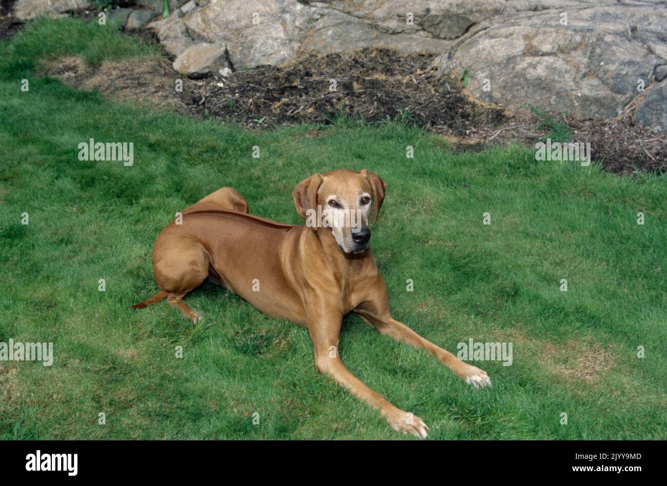 Rhodesian Ridgeback laying on grass outside Stock Photo - Alamy