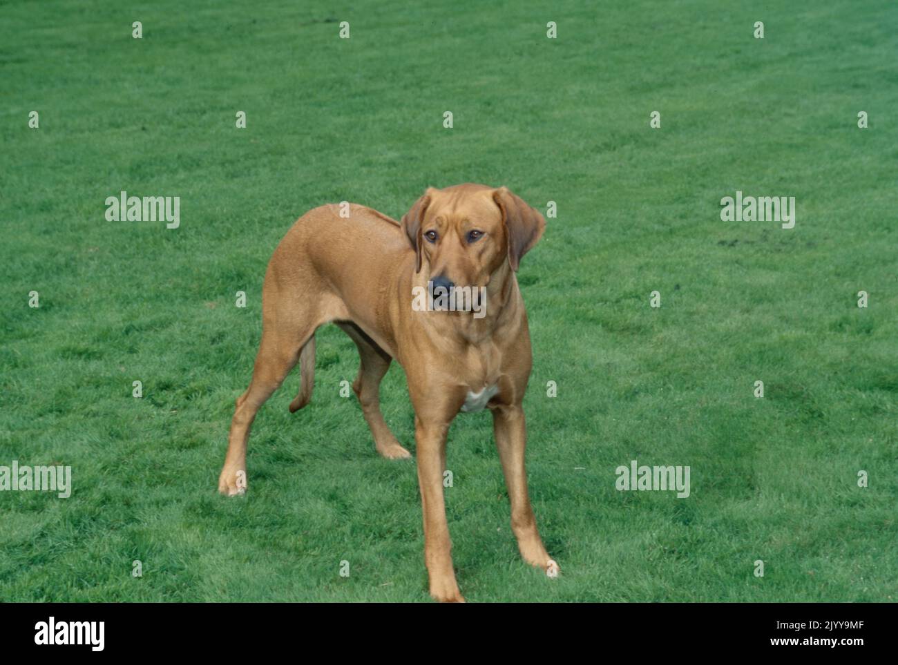 Rhodesian Ridgeback standing in grass outside Stock Photo - Alamy