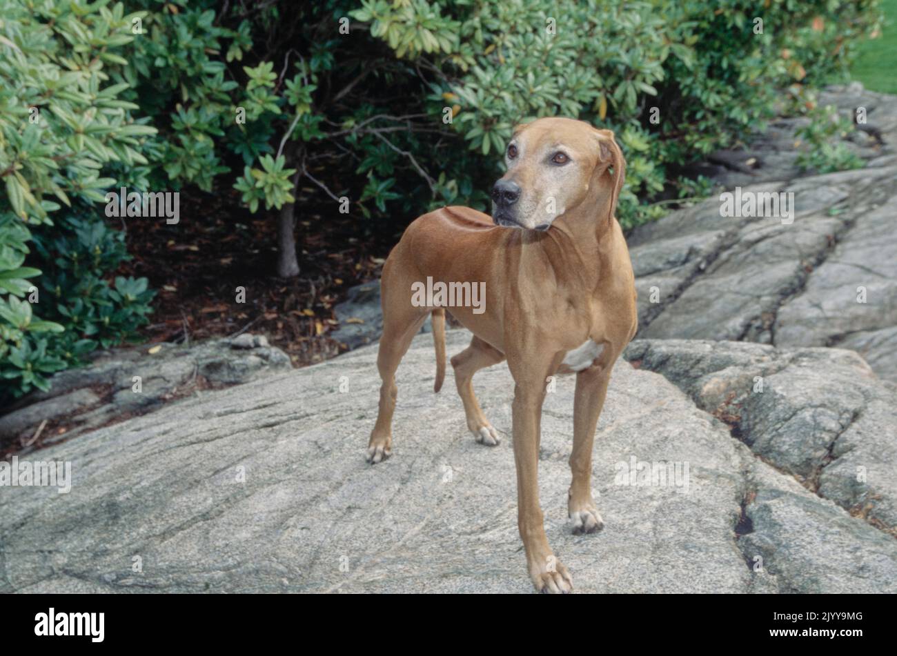Rhodesian Ridgeback standing on rocky surface outside Stock Photo - Alamy